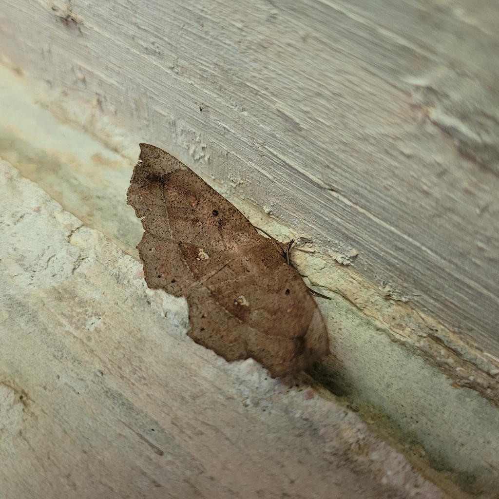 Owlet Moths and Allies from La Torre, Lares 00669, Puerto Rico on ...