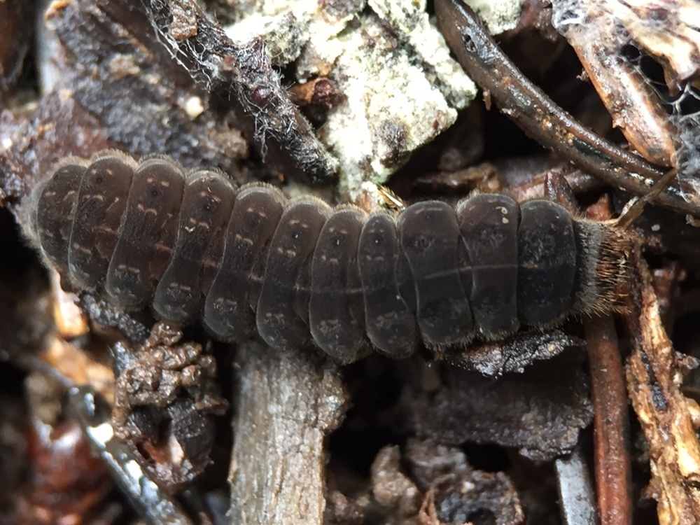 Cantharis in November 2021 by Mireille JACQUES · iNaturalist