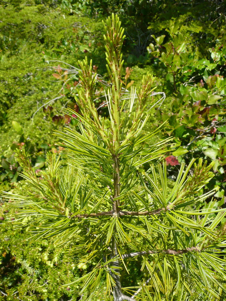 western white pine from Grassy/Shields Lakes, Sooke Hills, Vancouver ...