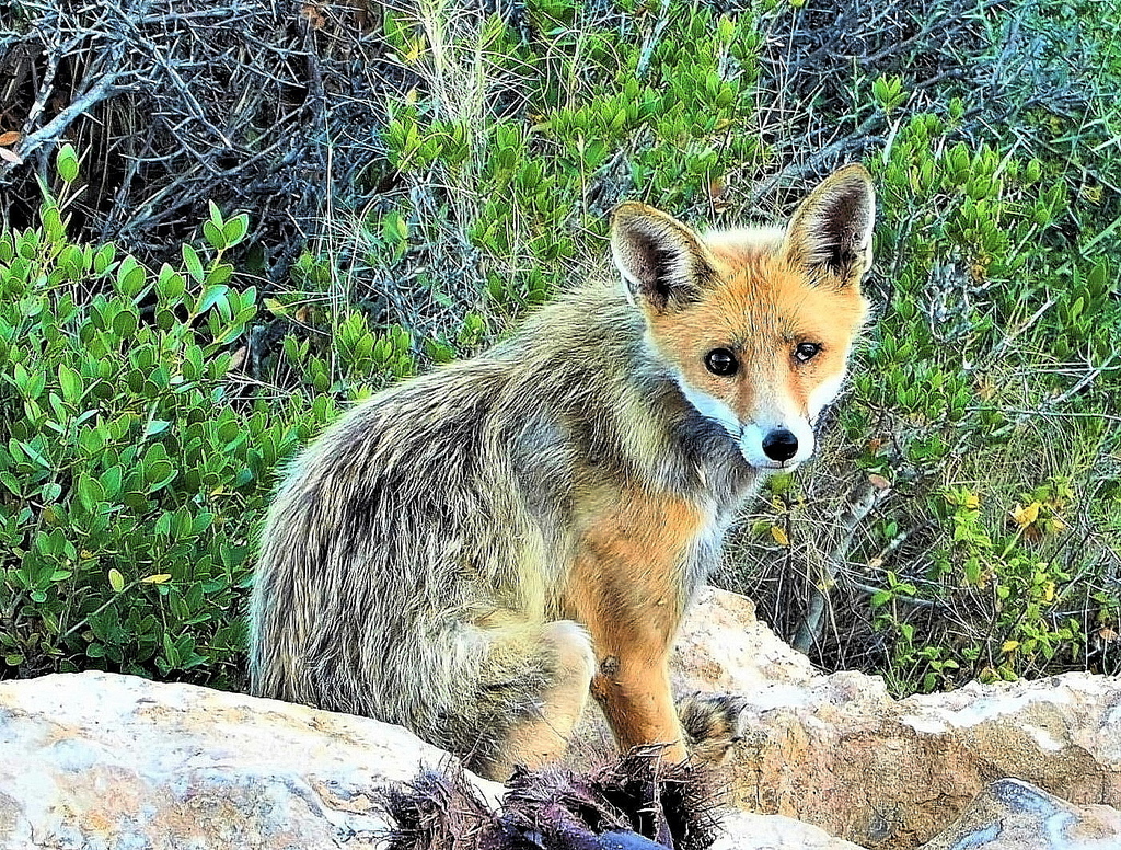 Red Fox from Chios, Greece on June 1, 2021 at 06:37 PM by Ritsa ...