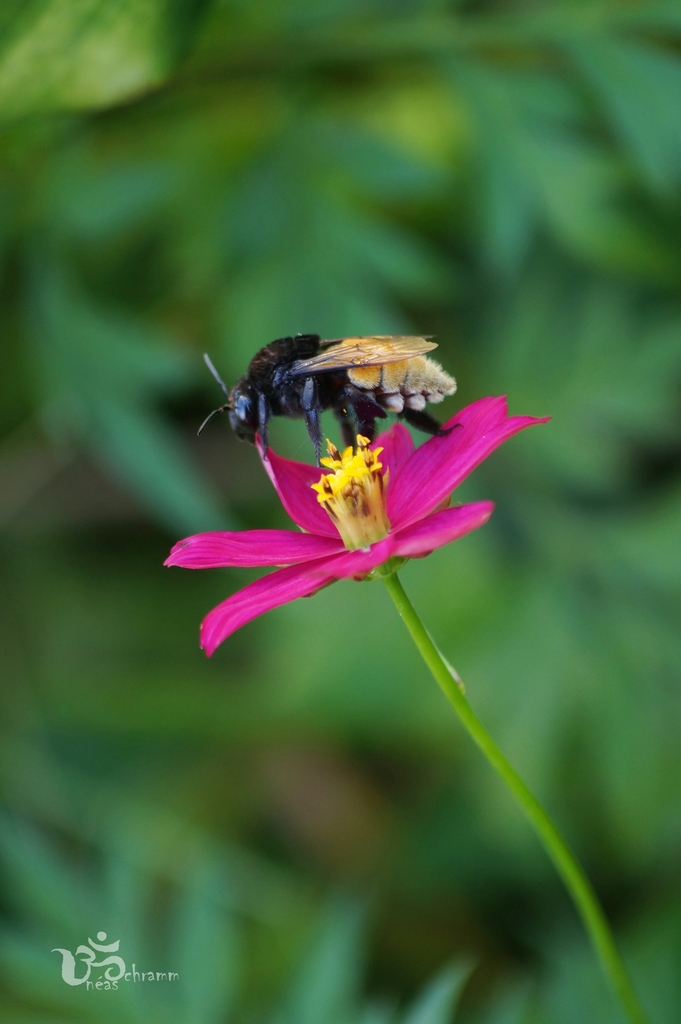 Eulaema polychroma (Belize Bees) · iNaturalist