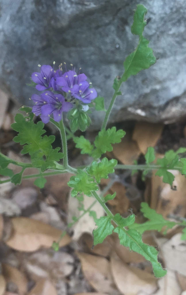 Blue Curls from 78748, Austin, TX, US on April 29, 2018 at 01:49 PM by ...