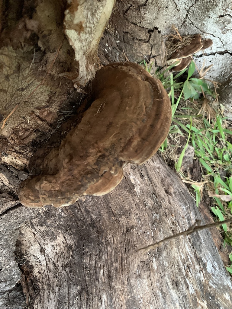 shelf fungi in November 2021 by Lucas Garriga · iNaturalist