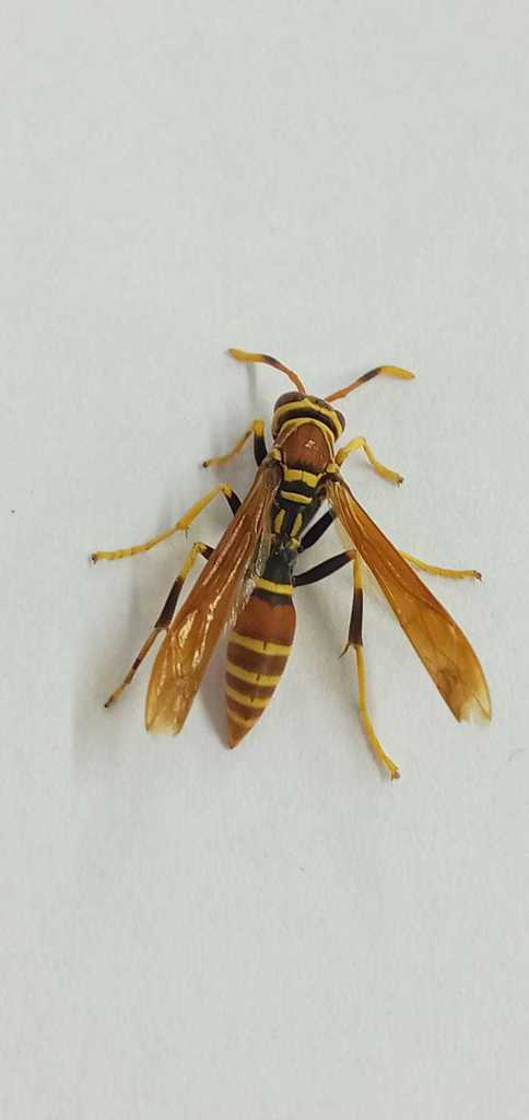 Caribbean Paper Wasp from Jamaica on November 21, 2021 at 05:33 PM by ...