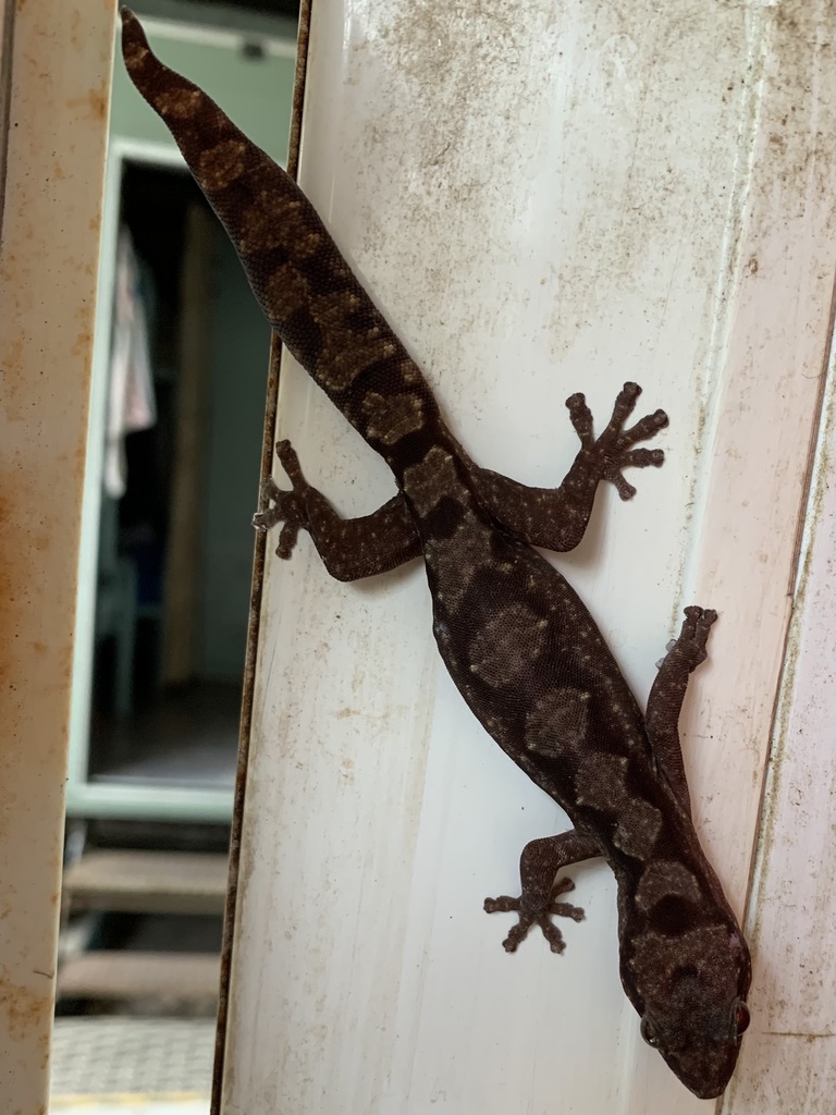 Robust Velvet Gecko from Glynton Road, Jimboomba, QLD, AU on November ...