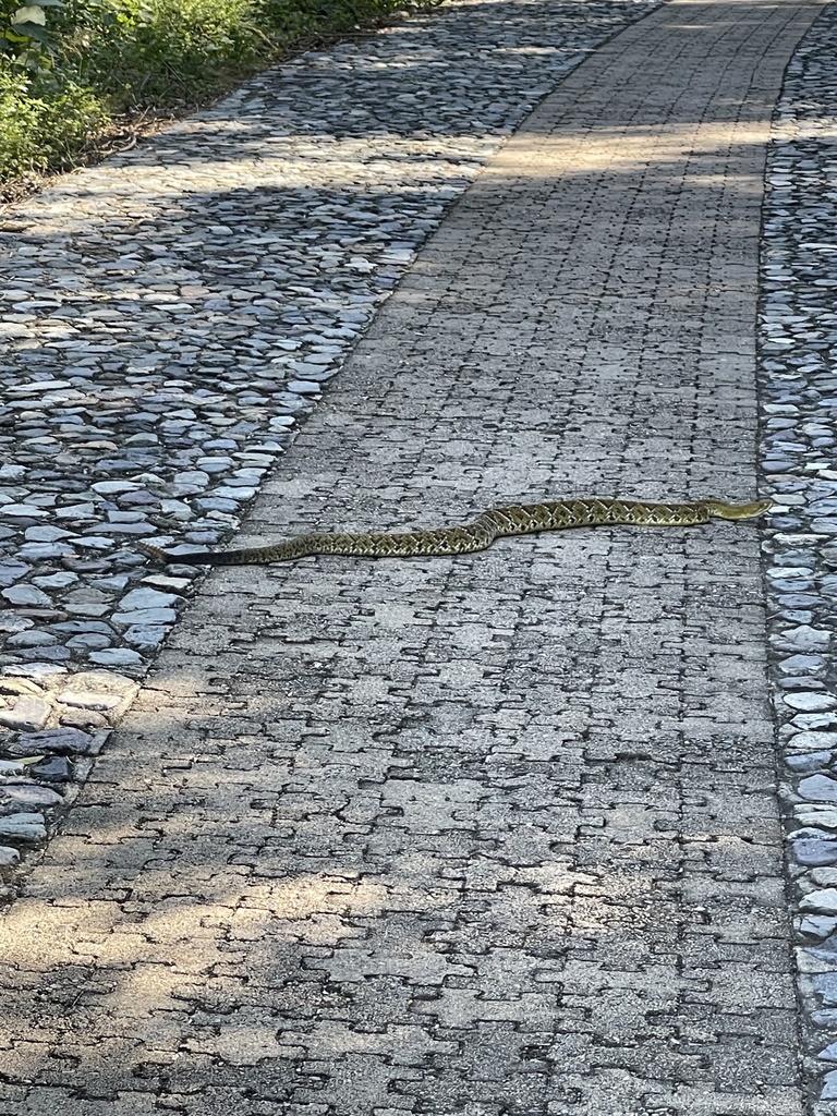Basilisk Rattlesnake from Cihuatlán, JAL, MX on November 21, 2021 at 03 ...