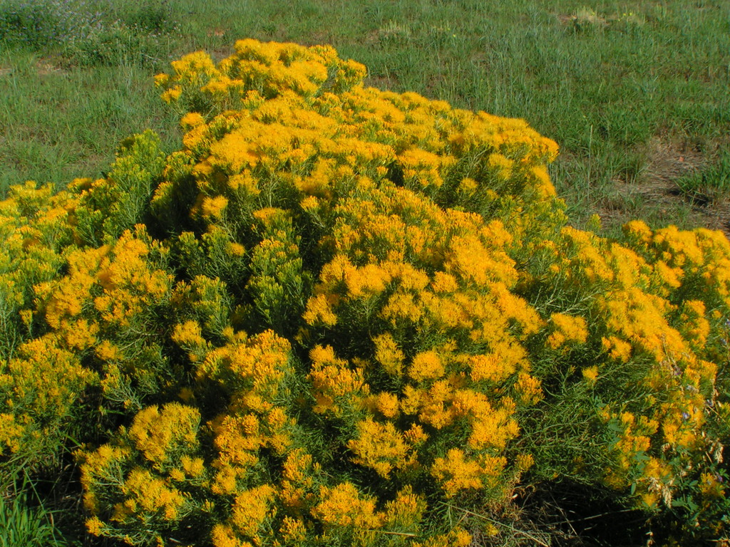 Rubber Rabbitbrush from Colorado on September 01, 2012 by Michael Gross ...