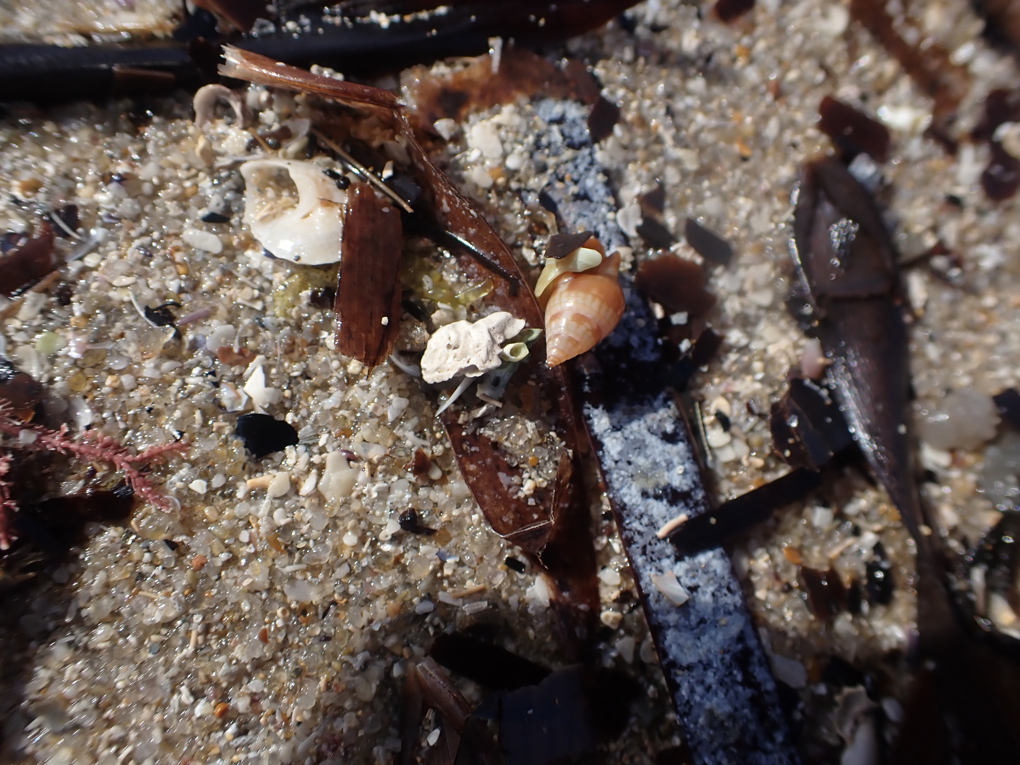 Red Mouthed Dove-Shell (Pseudamycla miltostoma) - Tomahawk, Tasmania