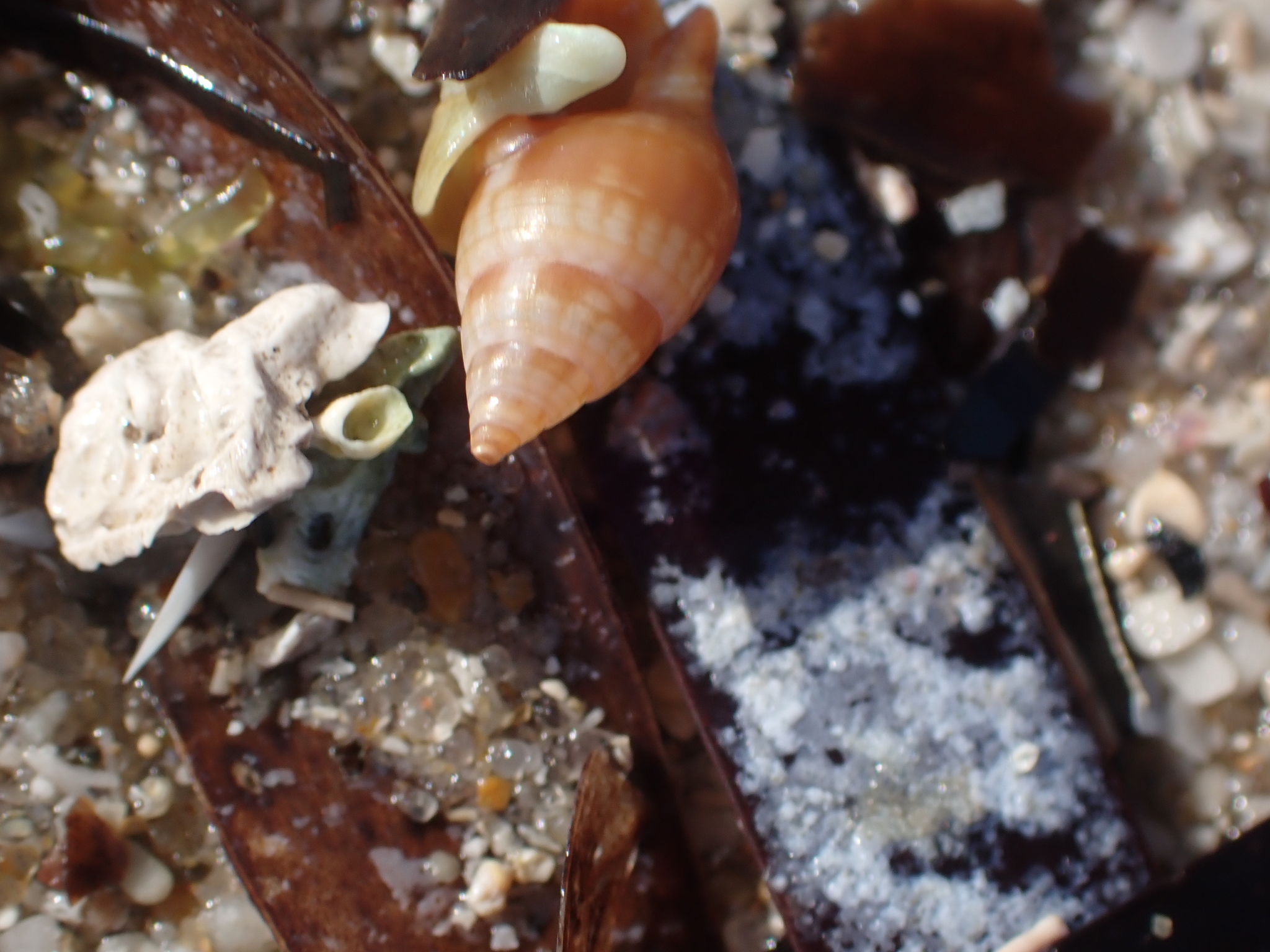 Red Mouthed Dove-Shell (Pseudamycla miltostoma) - Tomahawk, Tasmania