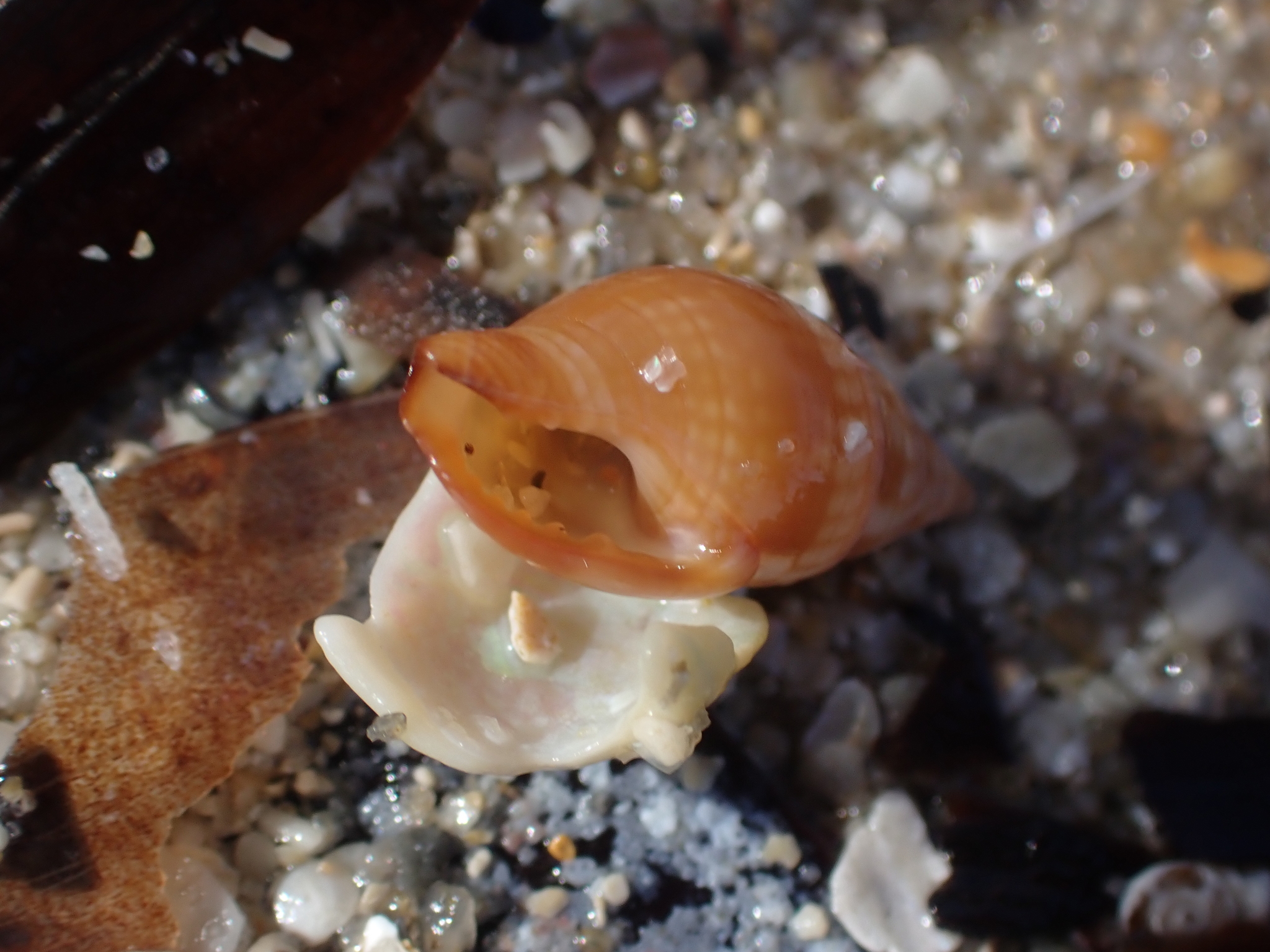 Red Mouthed Dove-Shell (Pseudamycla miltostoma) - Tomahawk, Tasmania