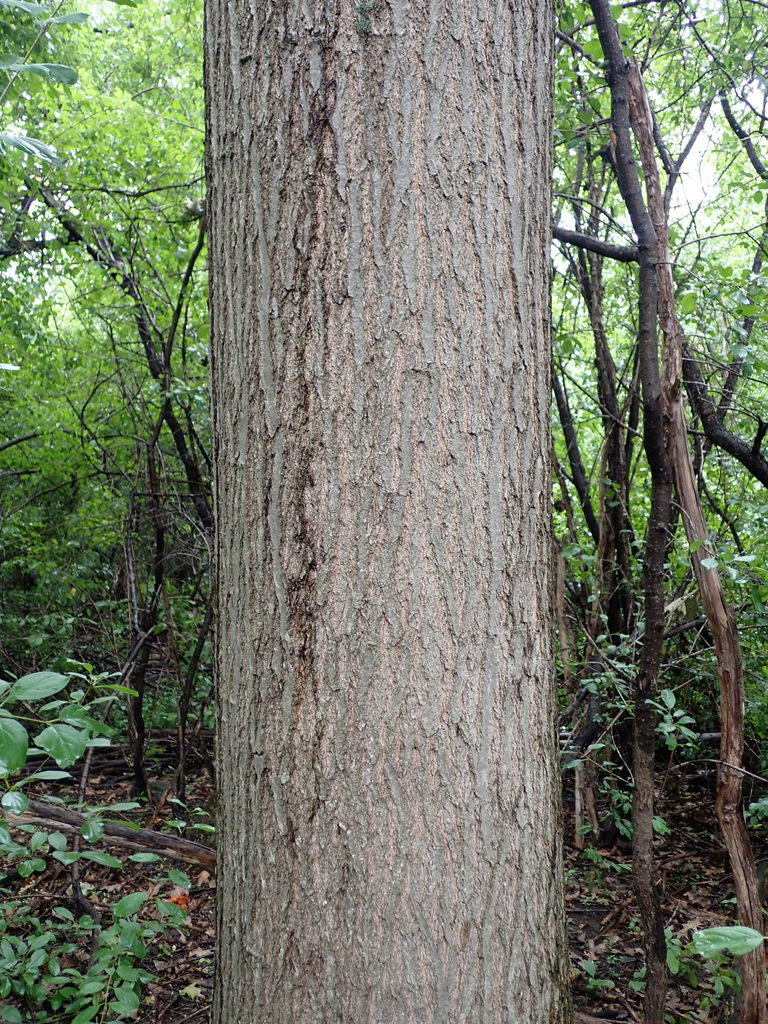 northern red oak from Ottawa, CA-ON, CA on August 01, 2021 at 12:57 PM ...