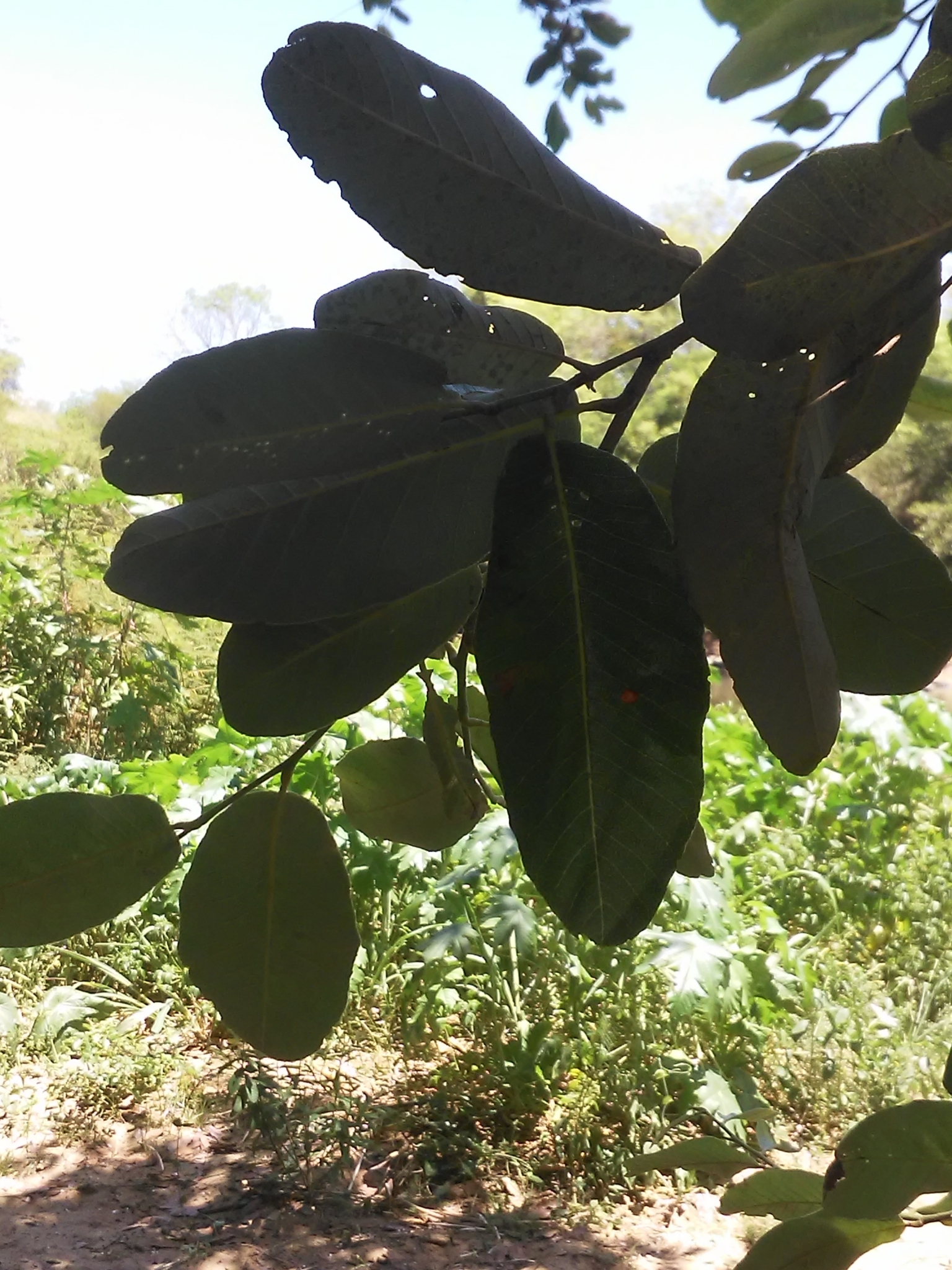 Licania rigida Benth.