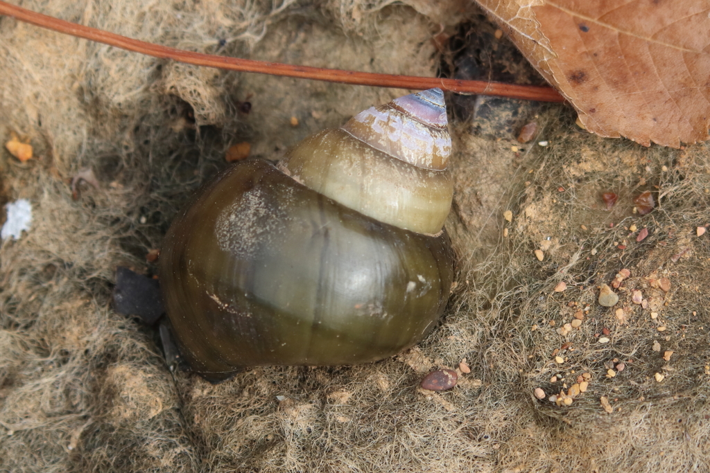 River Snails from Rowan County, NC, USA on November 21, 2021 at 12:22 ...