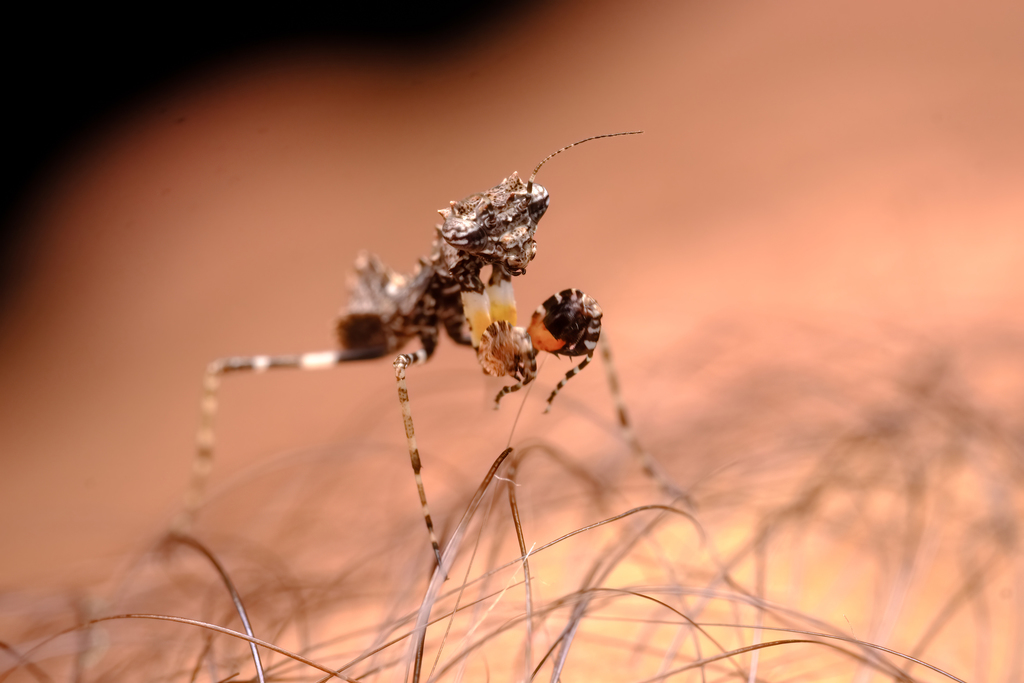Southern Boxer Bark Mantis from Heathcote NSW 2233, Australia on ...