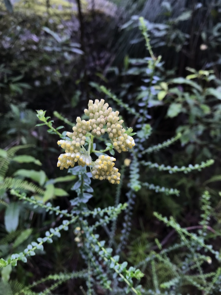 Stiff Cassinia from Waipori Street, St Ives Chase, NSW, AU on November ...