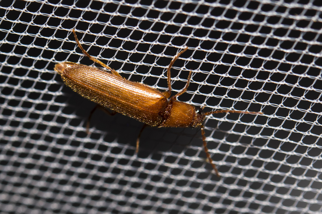 Click Beetles from Kings Park, Perth WA, Australia Light Trap on ...