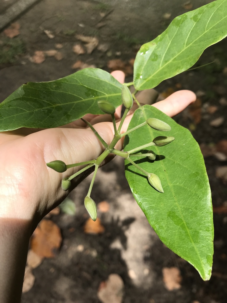 Burny Bean (Mucuna gigantea) - Botanical Realm