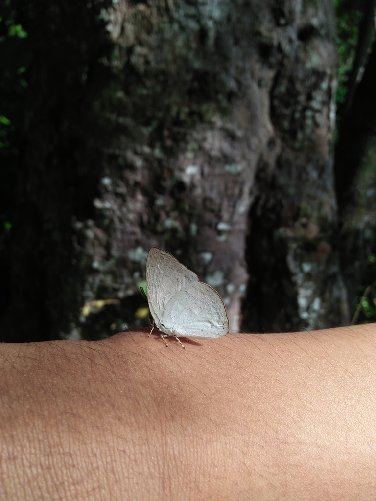 Sunbeam Butterflies from Pangandaran, West Java, Indonesia on November ...