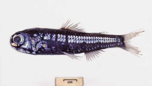 ปลาจมูกเรืองแสง (Diaphus)