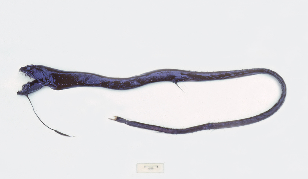 Dragonfishes and Allies (Stomiiformes) - Marine Life Identification