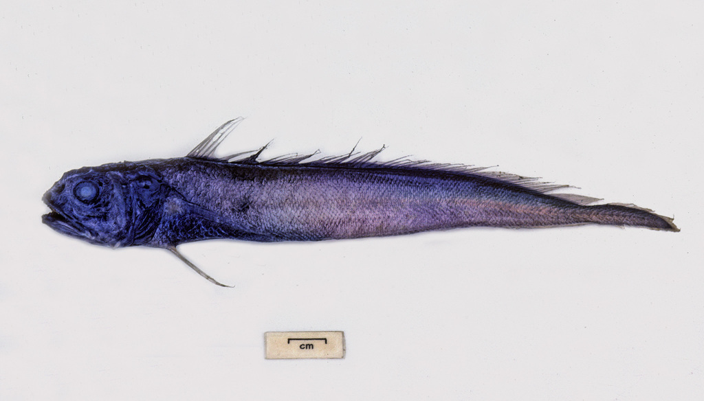 Pelagic Cod (Melanonus gracilis) - Marine Life Identification