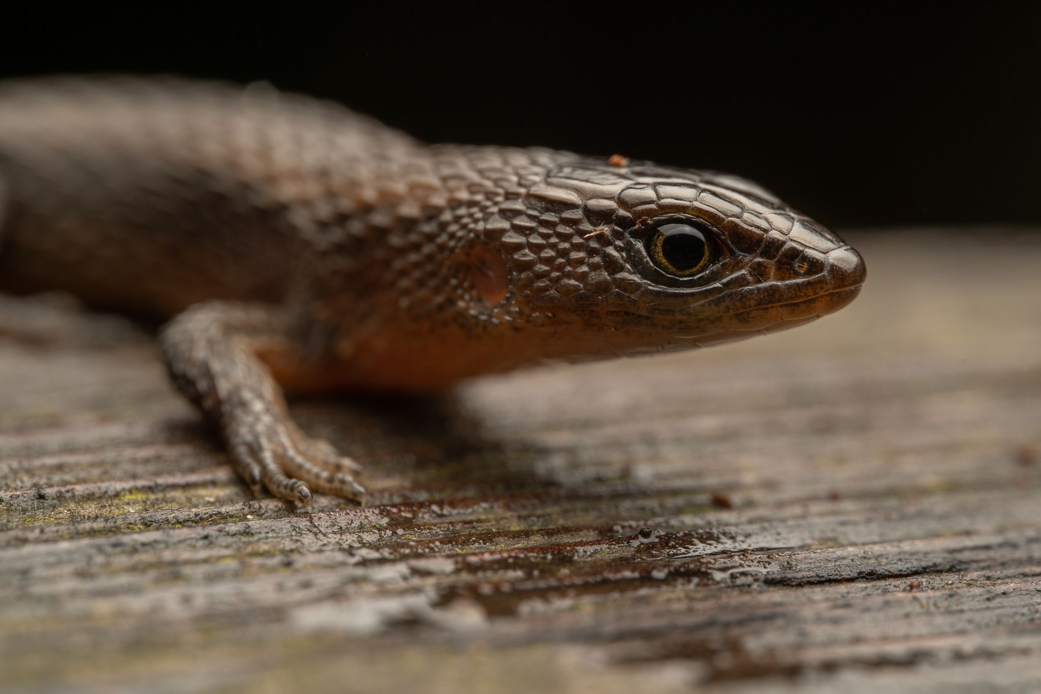 Alopoglossus angulatus (Linnaeus, 1758)