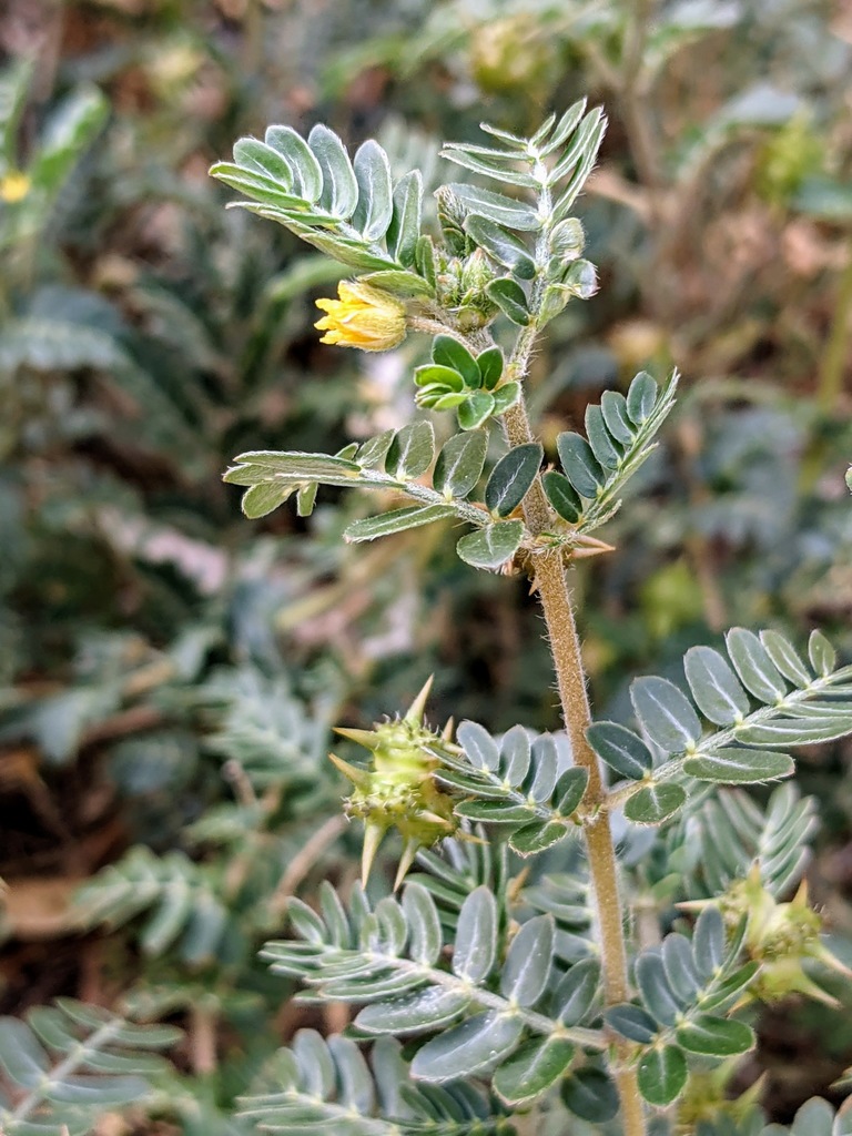 puncture vine from Kolonaki, Athens, Greece on September 6, 2021 at 05: ...
