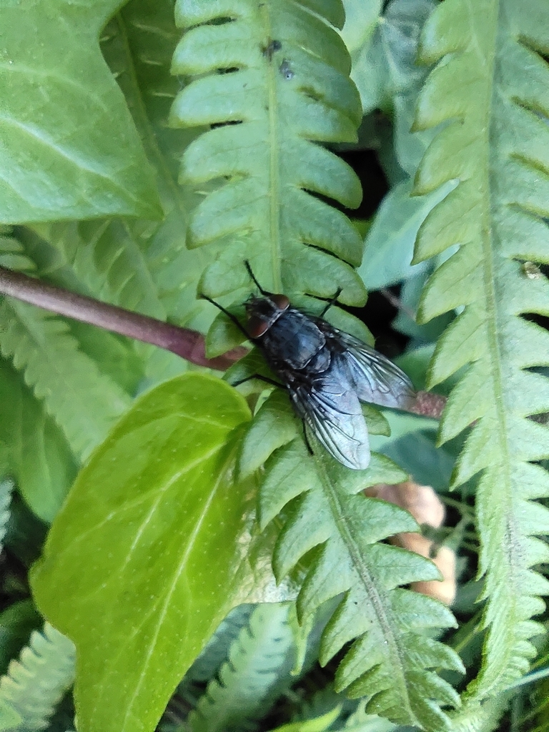 Blue Blowfly in November 2021 by micaelayakowitz22 · iNaturalist