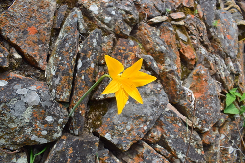 Pyrolirion arvense · iNaturalist