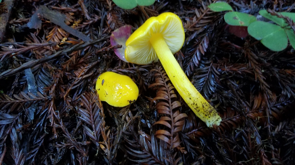 Golden Waxy Cap from Orick, CA 95555, USA on November 21, 2021 at 01:47 ...