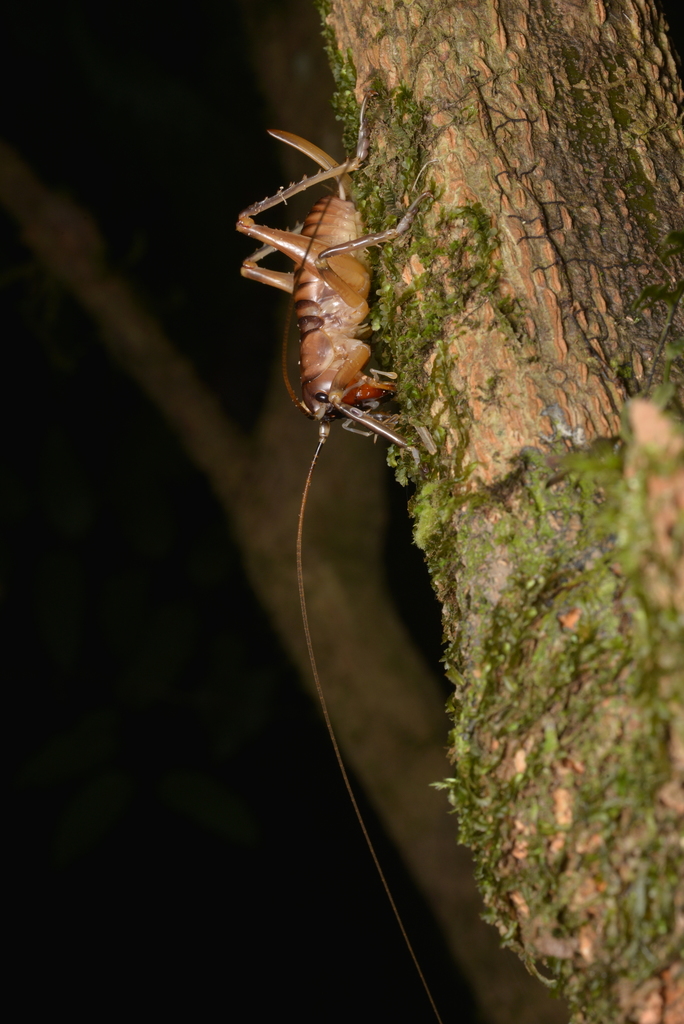 Carcinopsis from Canala, Nouvelle-Calédonie on November 13, 2021 at 07: ...