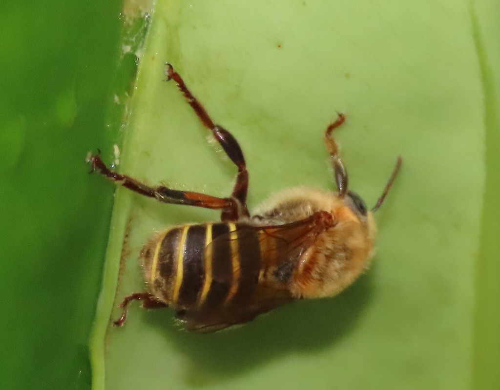 Jicote manso desde Reserva Ecológica La Otra Opción, Ve, MX el 11 de ...
