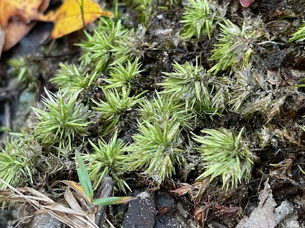 Largeleaf Peatmoss (Sphagnum macrophyllum) - Botanical Realm