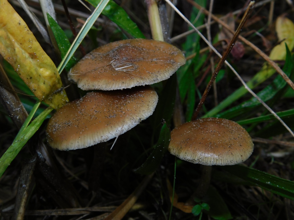 Psilocybe azurescens from Great Dane Ln, Westport, WA, US on November ...
