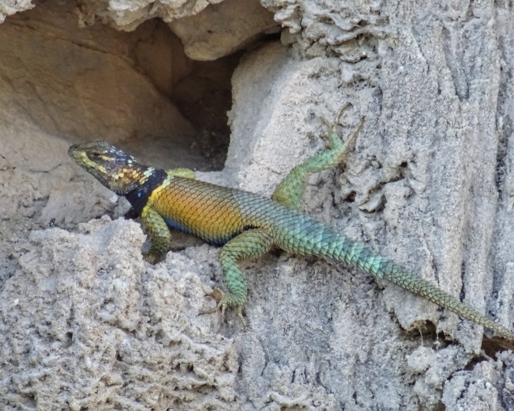 Minor Lizard from 67976 N.L., México on November 21, 2021 at 05:41 PM ...