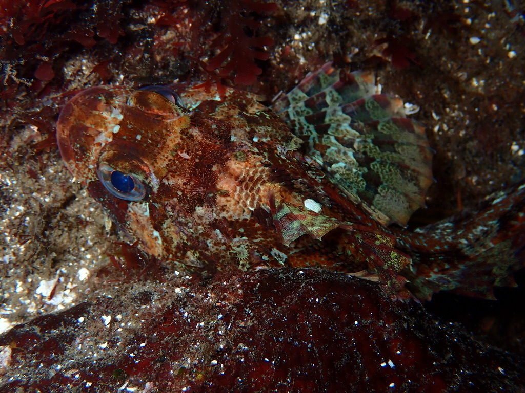 Red Irish Lord from Nanaimo, BC, Canada on November 6, 2021 at 09:41 PM ...