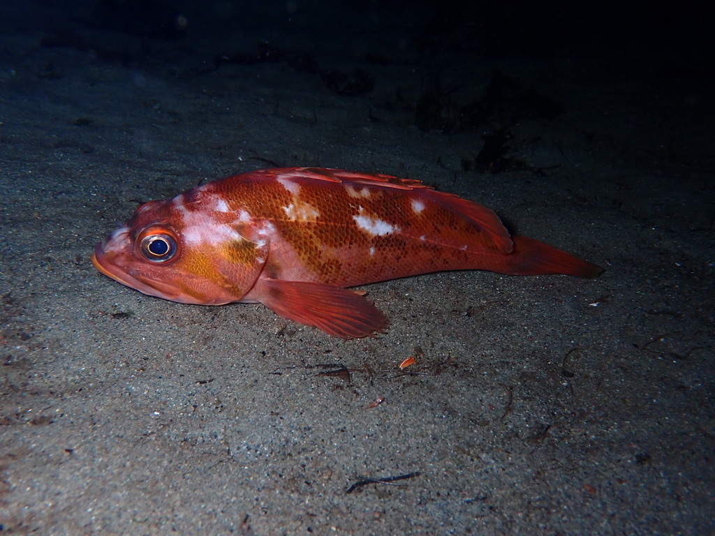 copper rockfish from Nanaimo, BC, Canada on November 06, 2021 at 09:41 ...