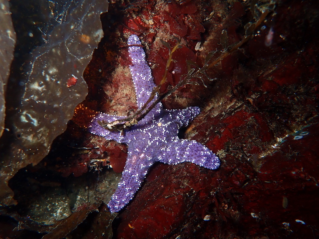 Ochre Sea Star from Nanaimo, BC, Canada on November 6, 2021 at 09:41 PM ...
