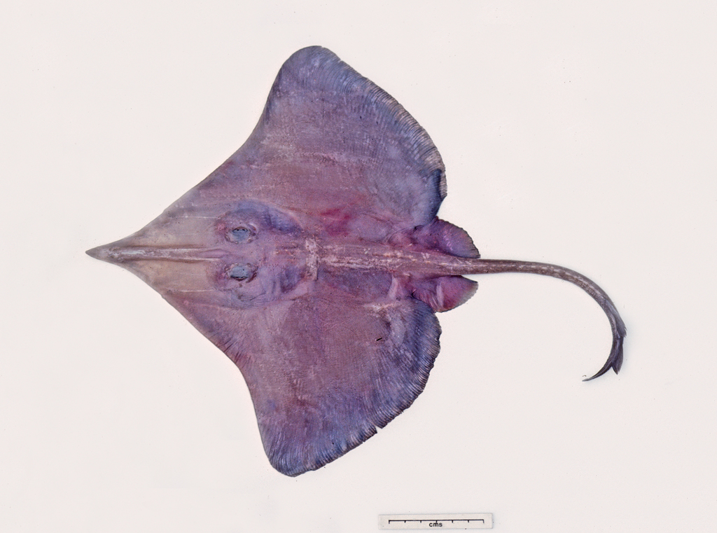 Deepwater Skate (Dipturus acrobelus) - Marine Life Identification