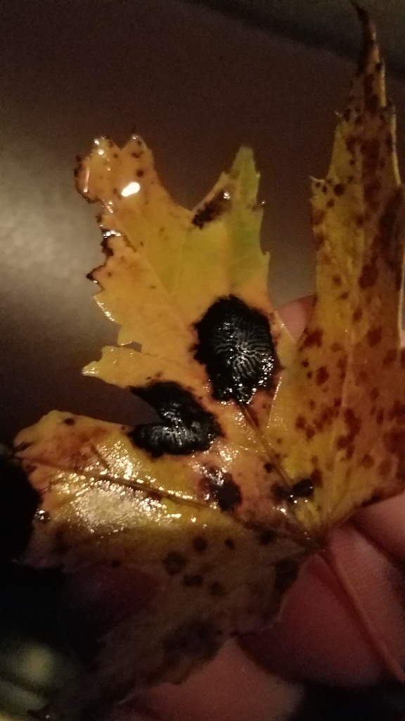 American Tar Spot from Waukesha, Wisconsin, United States on November ...