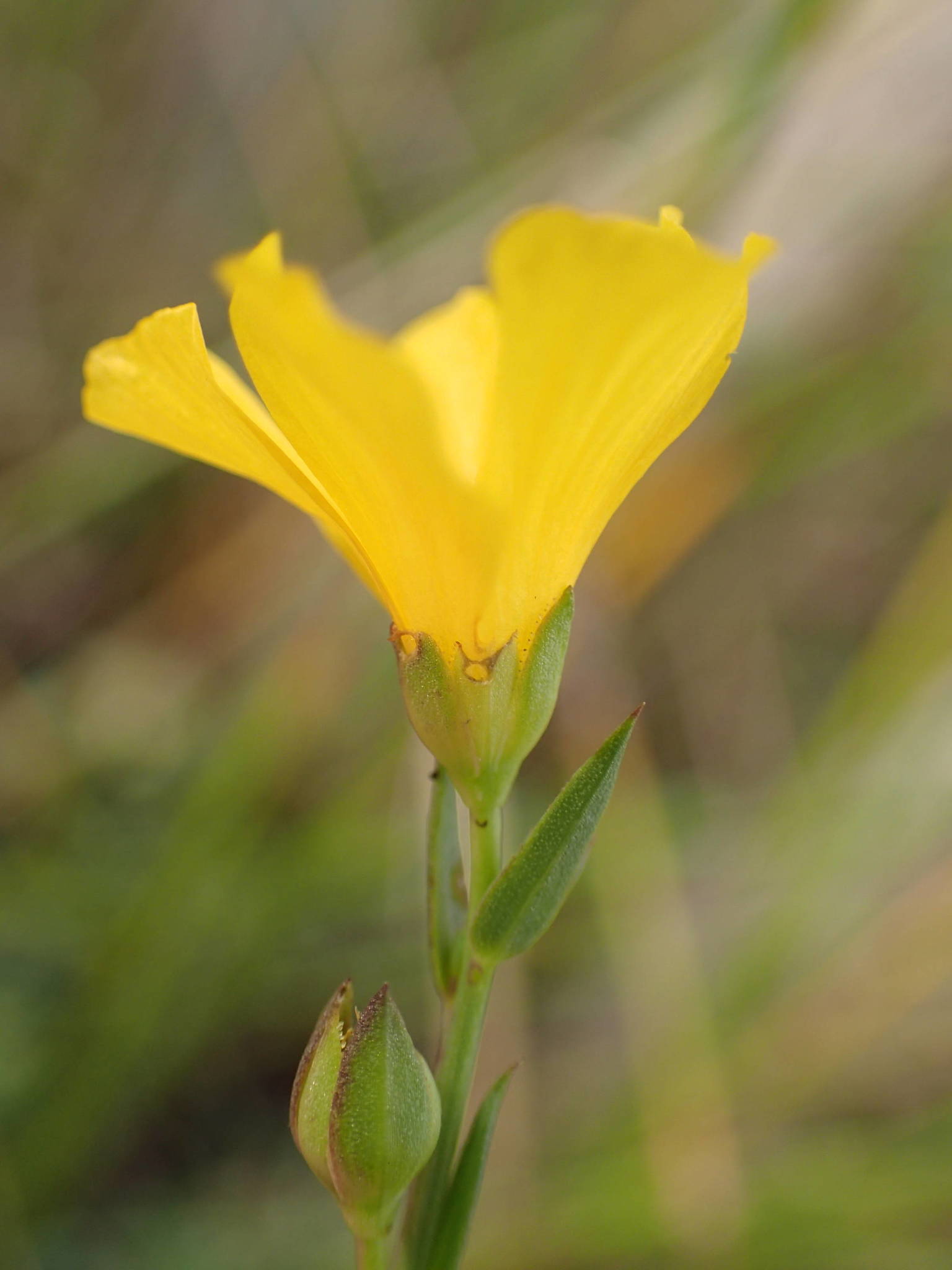 Linum maritimum L.