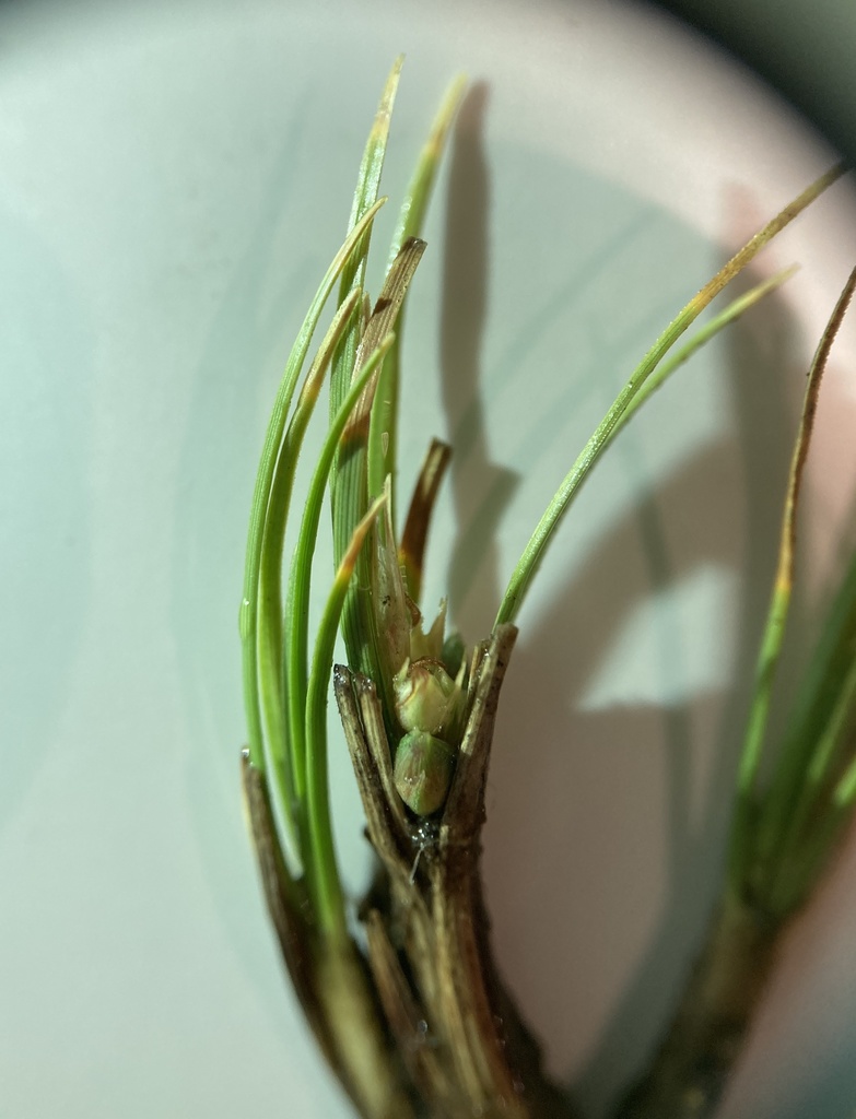 Carex decurtata in November 2021 by jaznmorris. In cobblefield on ...