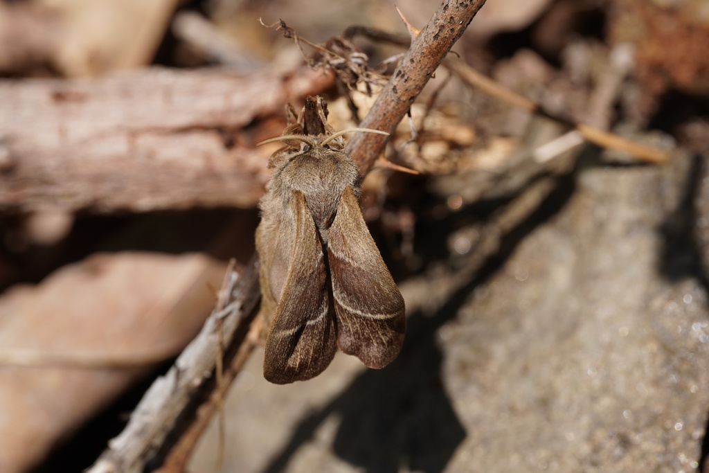 Fox Moth from 94136 Thyrnau, Deutschland on May 8, 2021 at 12:18 PM by ...