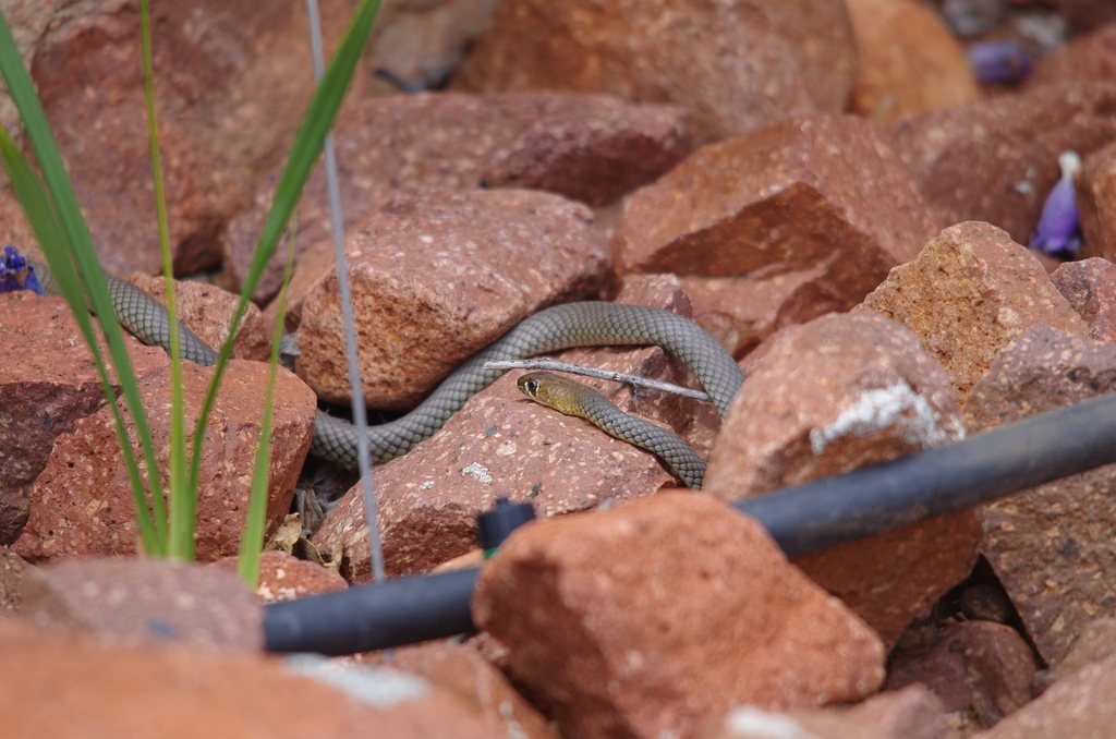 Whip Snakes from Hiltaba SA 5717, Australia on November 22, 2021 at 11: ...