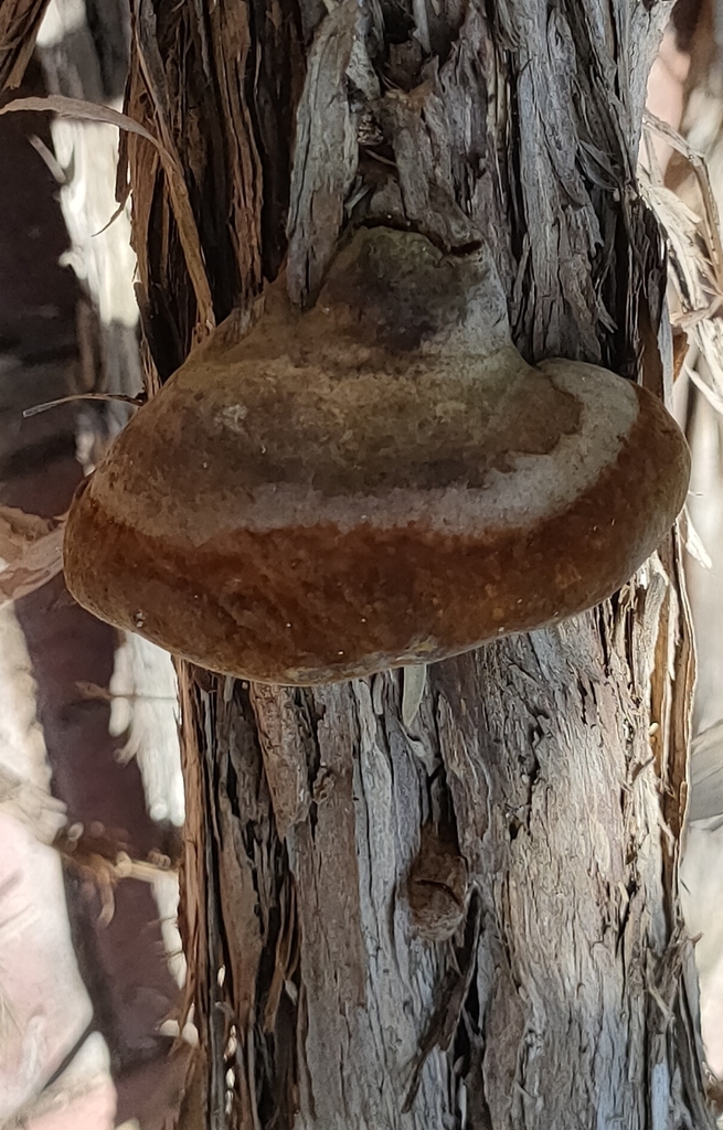 Hymenochaetaceae from Blairgowrie VIC 3942, Australia on November 22 ...