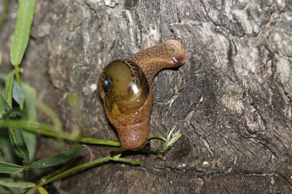 Crimson Foot Semi-slug from Crows Nest, Crow's Nest - Pt B, Queensland ...