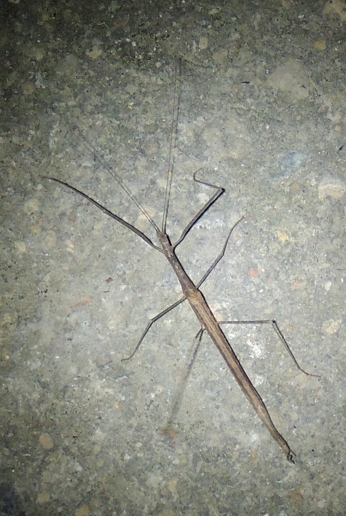 Pink-winged Stick Insect from High West, Hong Kong on November 11, 2021 ...