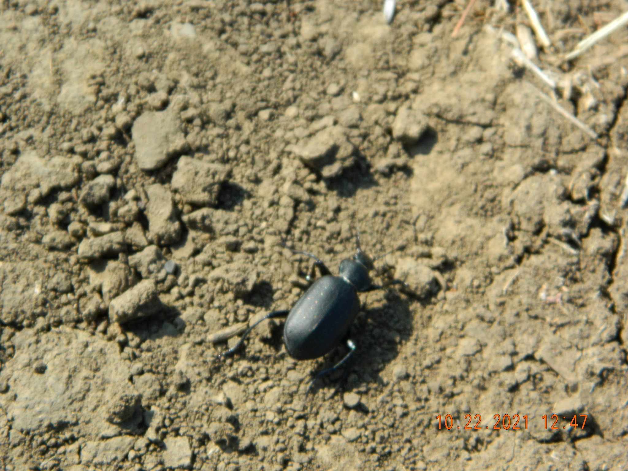 Calosoma auropunctatum (Herbst, 1784)