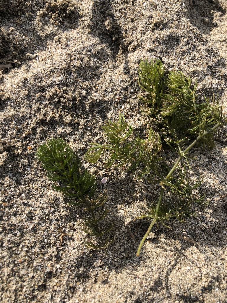 coontail from Vecchiano, Toscana, IT on November 21, 2021 at 12:24 PM ...