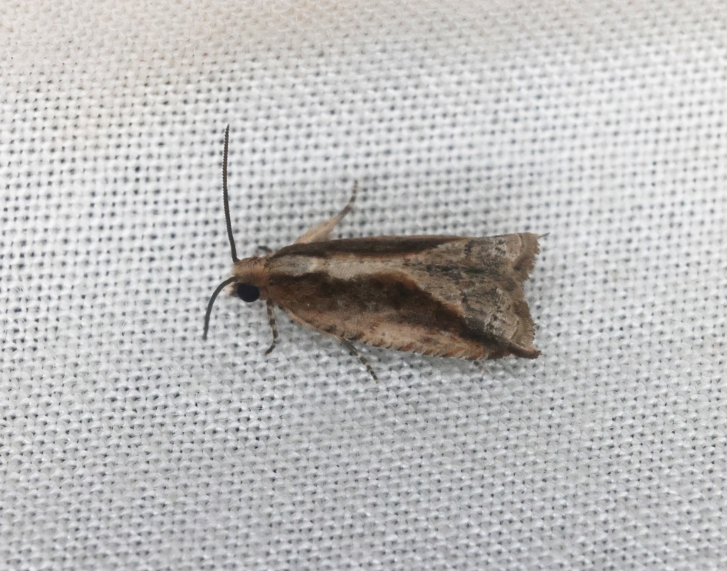 Spilonota mortuana from 香港馬鞍山 on November 21, 2021 at 07:37 PM by sk2 ...